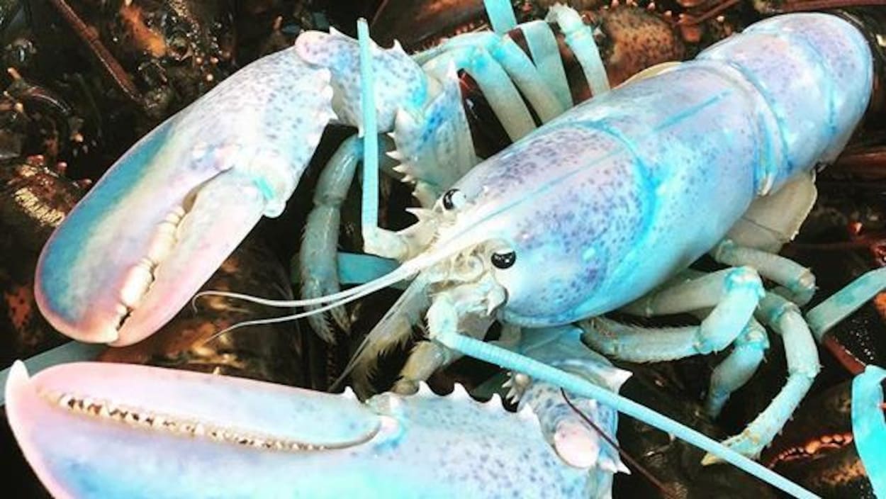 Concours du homard le plus fou de 2017 : la tendance est au bleu ...