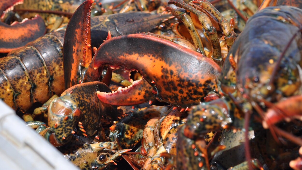Homard : la taille des prises pourrait changer pour protéger la ...