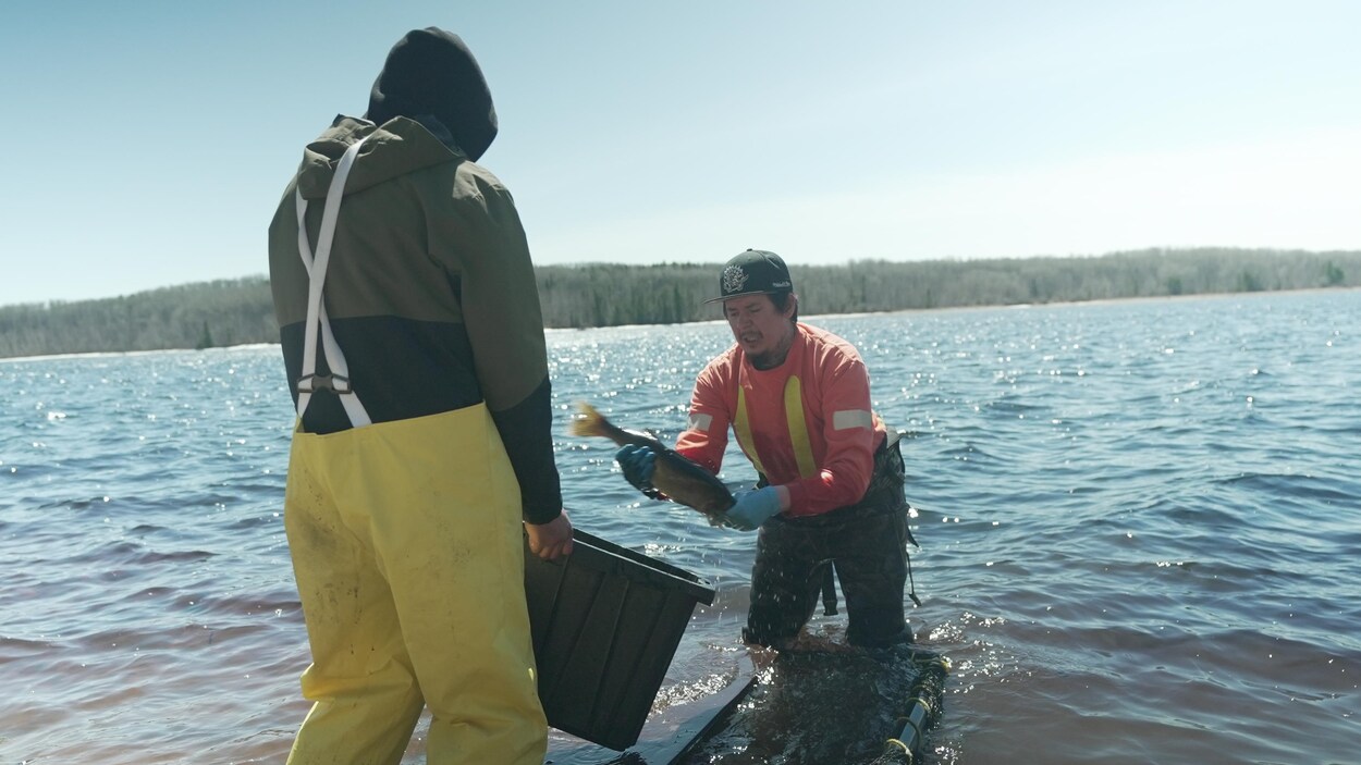 Une communauté autochtone aide à la reproduction de millions de dorés ...