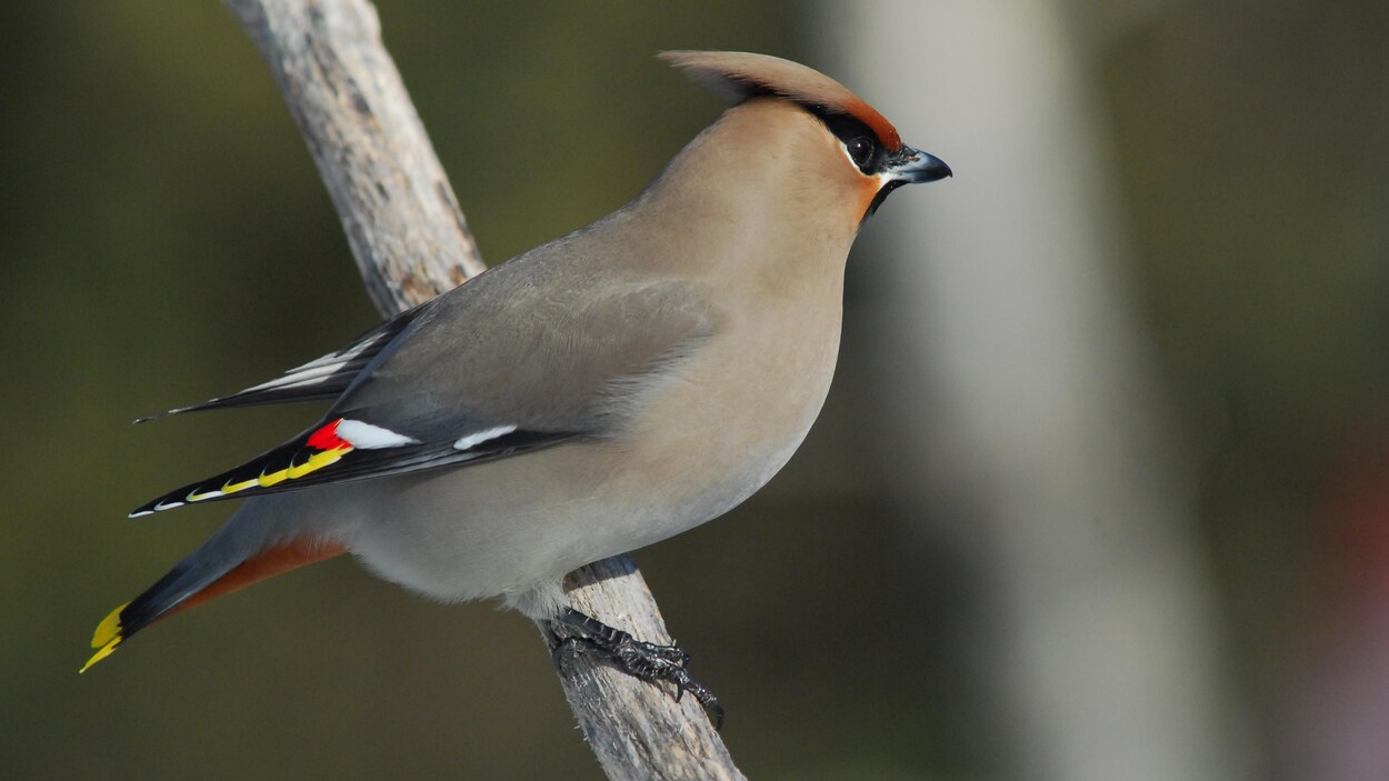 Recensement de Noël : la Matanie compte ses oiseaux | Radio-Canada