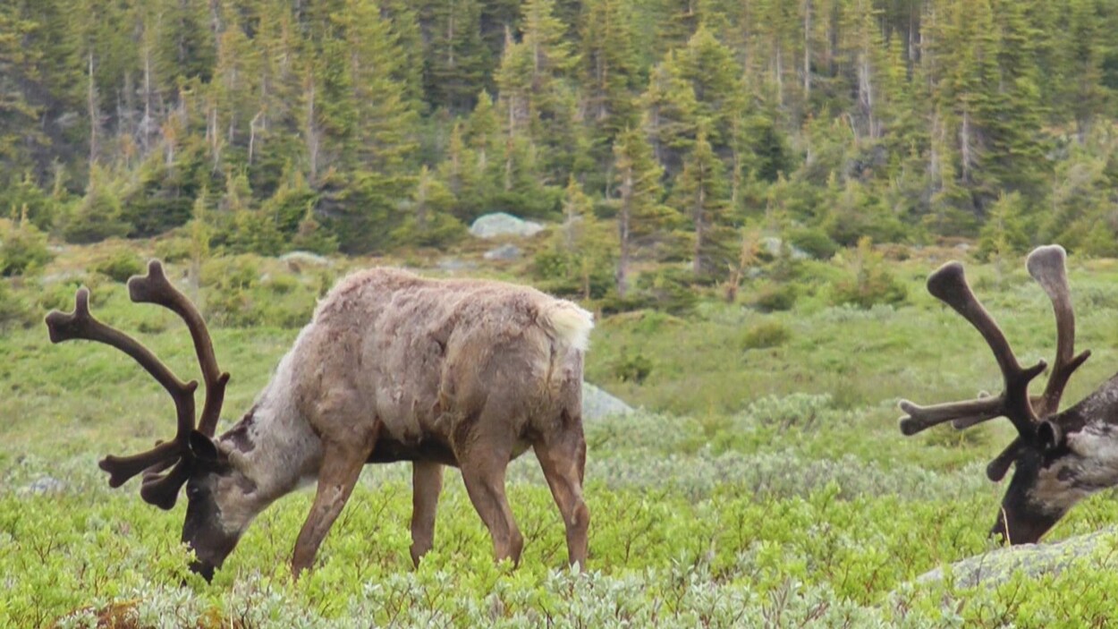 Deux scénarios ont été présentés pour protéger l’habitat du caribou ...