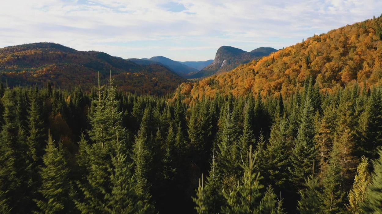 Comment se porte la forêt québécoise, 25 ans après L’erreur boréale ...
