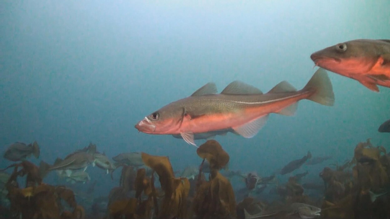 Migration des poissons vers le nord | Radio-Canada