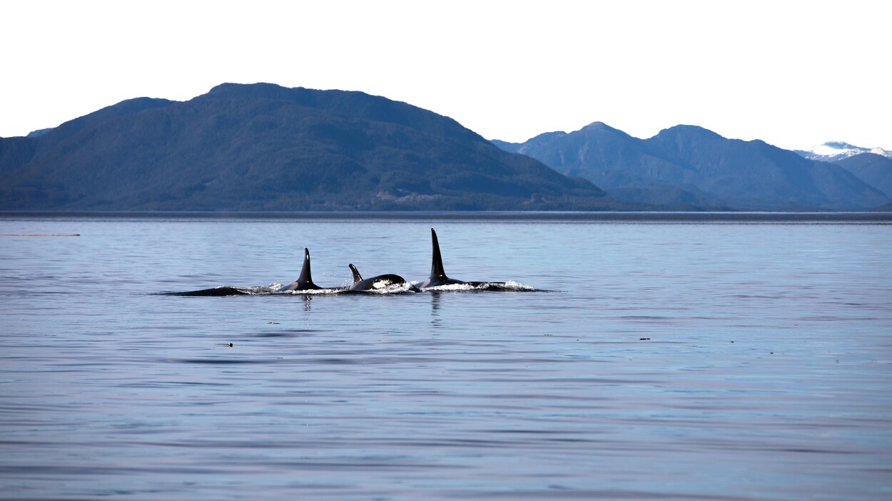 L’opéra des baleines | Radio-Canada.ca