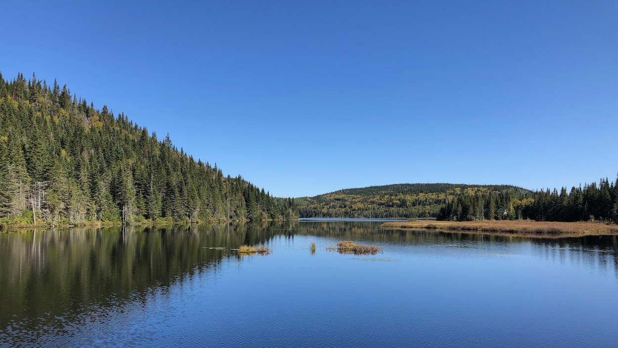 Atténuer les changements climatiques grâce à la forêt québécoise ...