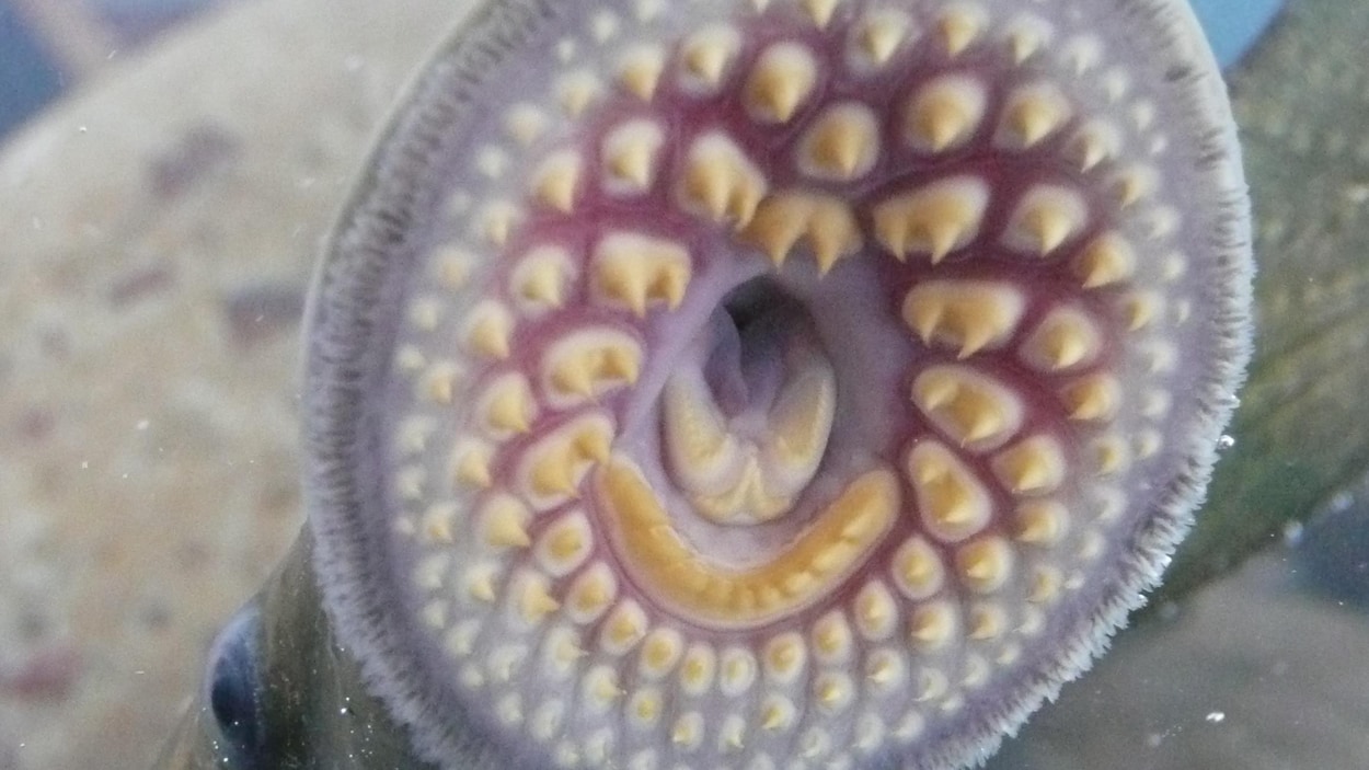 C’est « l’été des espèces envahissantes » en Ontario | Radio-Canada