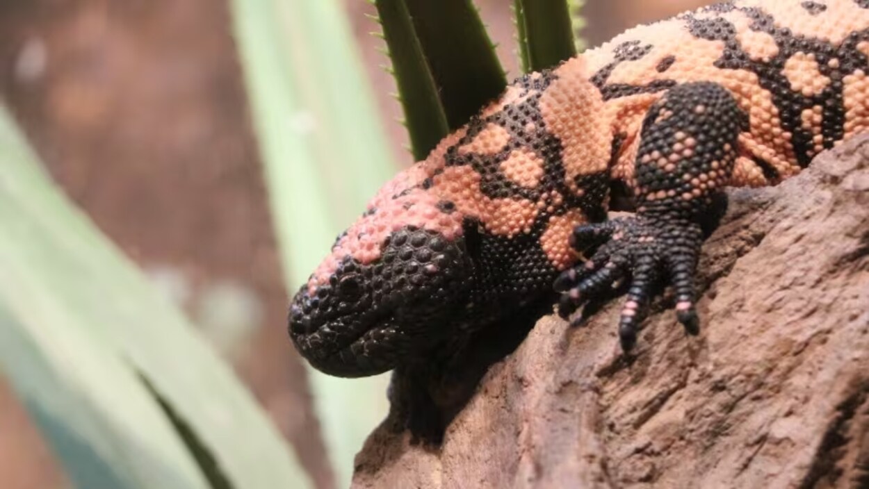 Découverte en Alberta de fossiles rares d’un lézard de l’ère crétacée ...