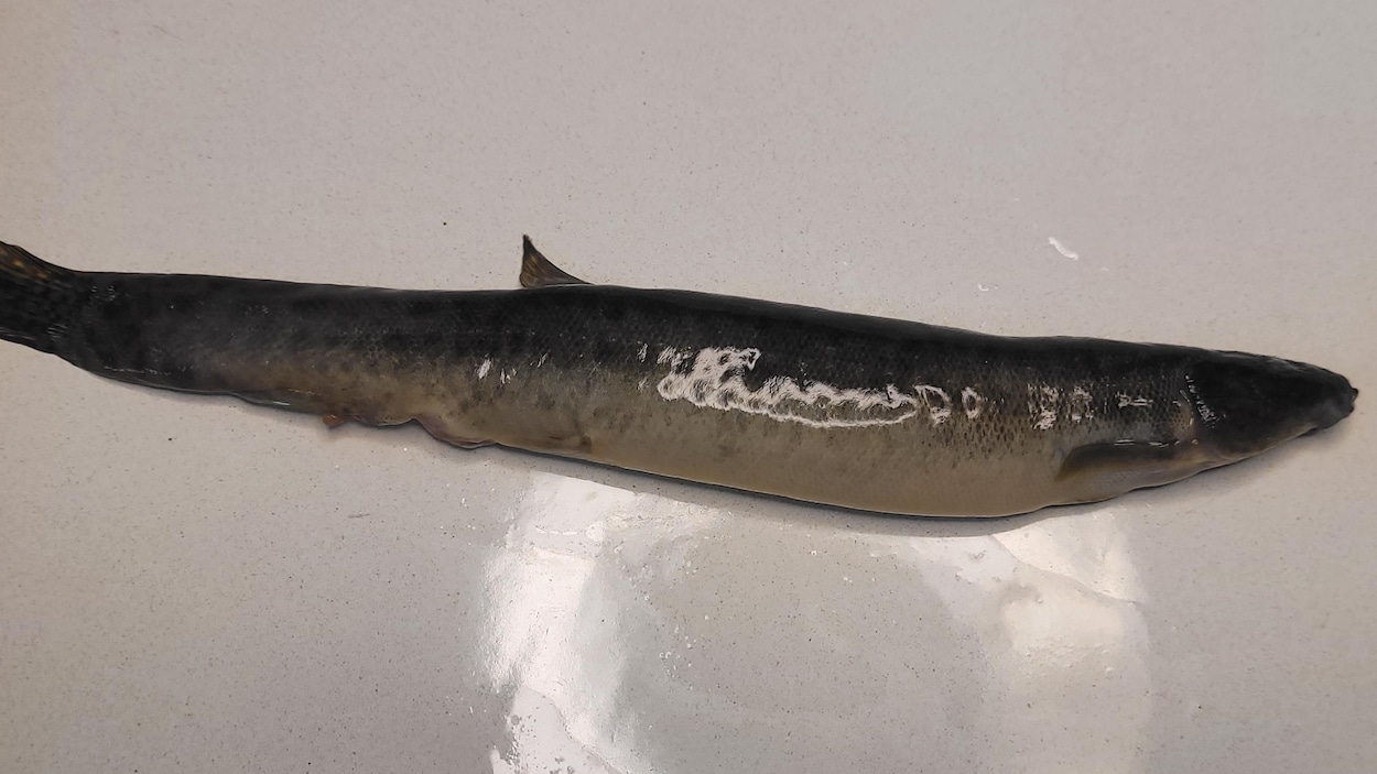 Première capture d’un poisson d’une espèce envahissante en Nouvelle ...