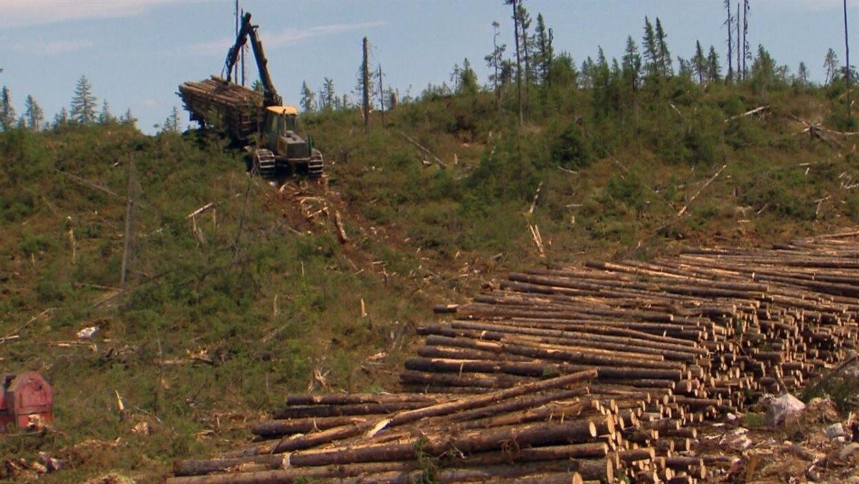 Régime forestier : les syndicats forestiers partagent les ...