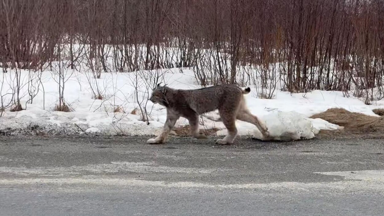 De plus en plus d’observations de lynx du Canada dans le nord du ...