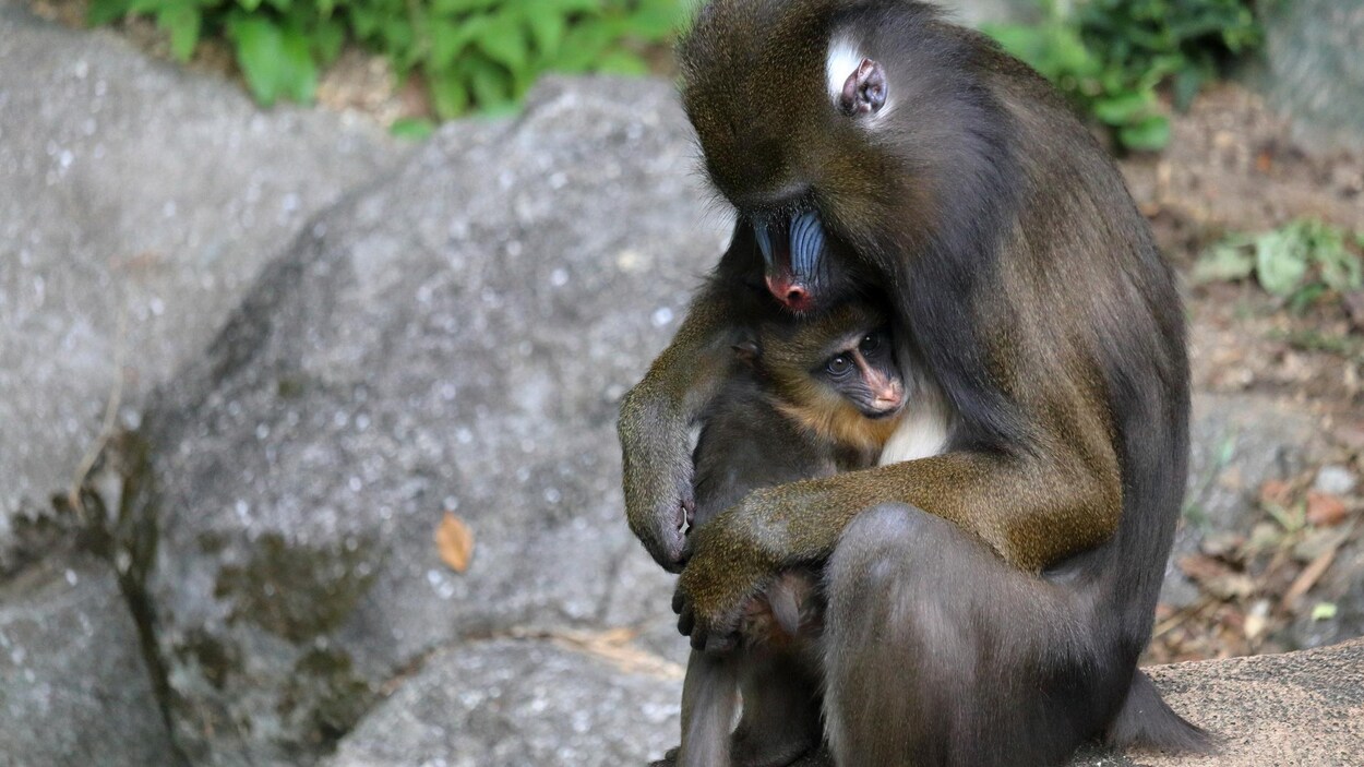 Chez les mandrills, l’hygiène se transmet de mère en fille | Radio-Canada