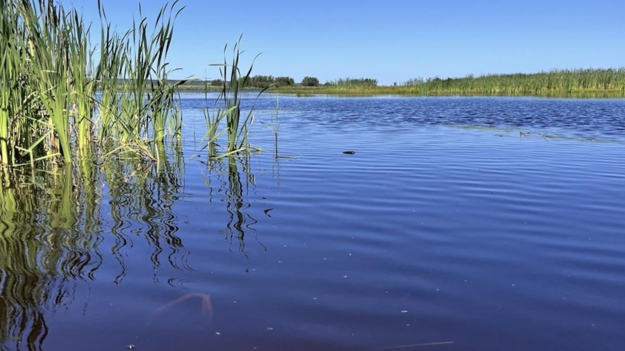 Des travaux pour assurer la survie de marais à L’Isle-Verte | Radio-Canada