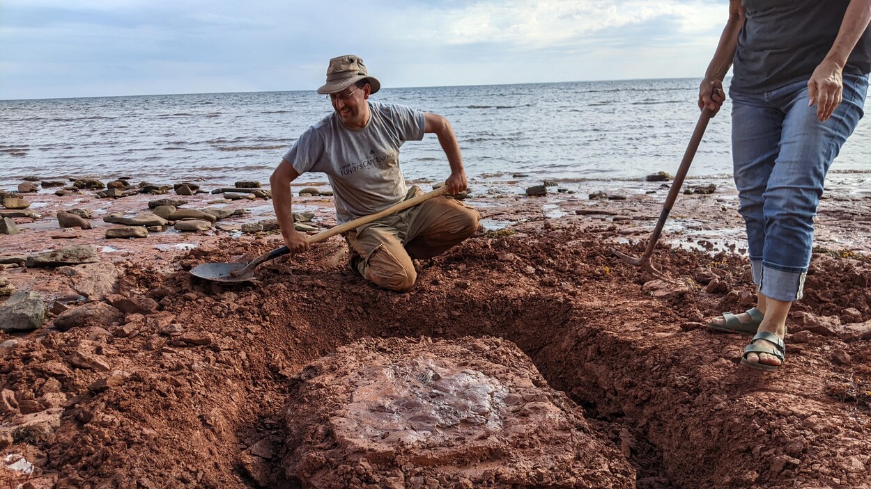 Il y a encore beaucoup de fossiles à découvrir dans les Maritimes, dit ...