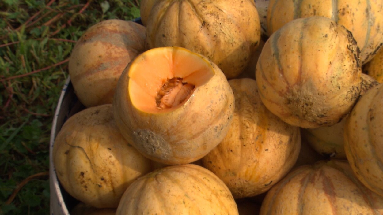 Le retour au bercail d'un melon oublié | Radio-Canada.ca