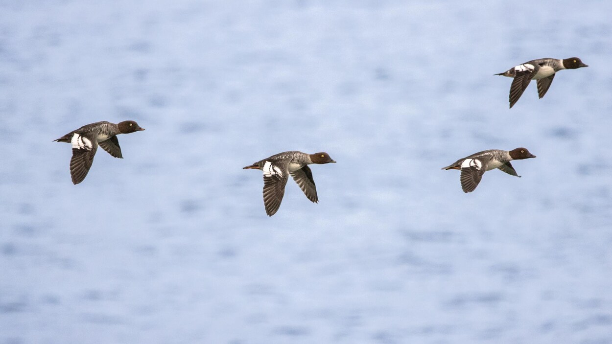 Des millions d’oiseaux migrateurs qui se font désirer | Radio-Canada