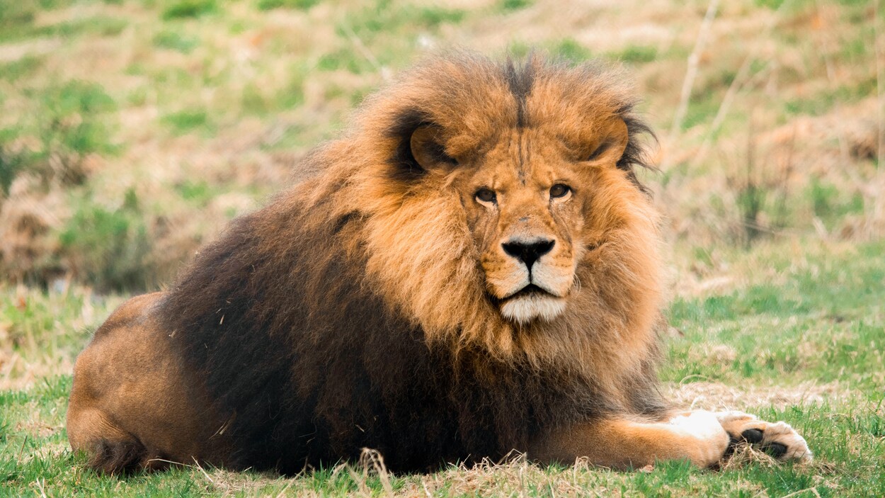 Boomer : le célèbre lion de Maniwaki est mort | En bref | Radio-Canada
