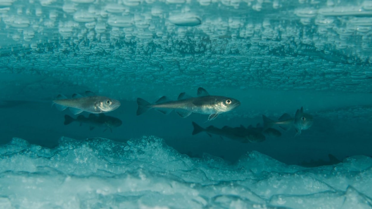 L’habitat de la morue arctique est menacé par le réchauffement de l ...