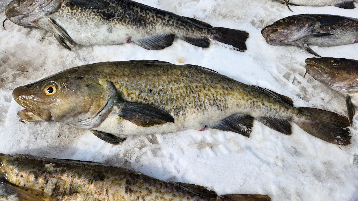 Un pêcheur de la Péninsule acadienne pris la main dans le sac avec 49 ...
