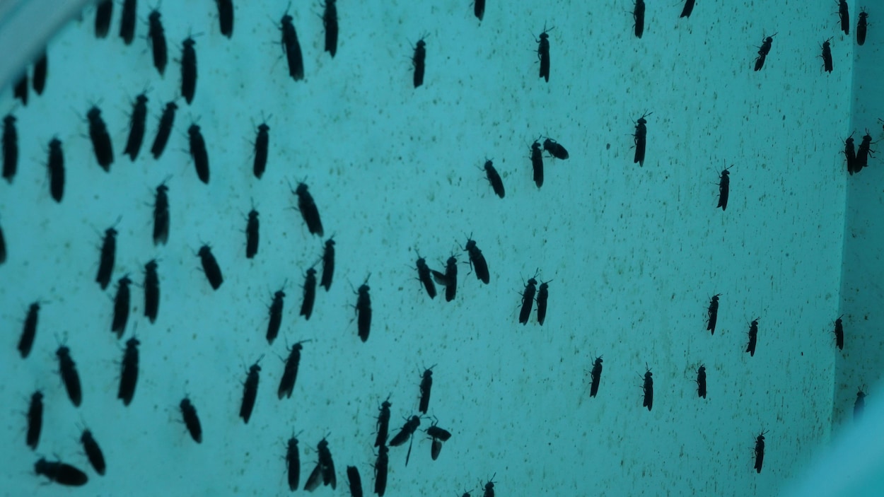 Des mouches soldats noires au service du Couvoir Scott | Radio-Canada