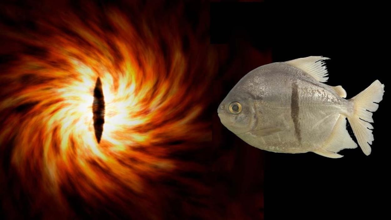 Une espèce inconnue de « piranha végétarien » découverte en Amazonie ...