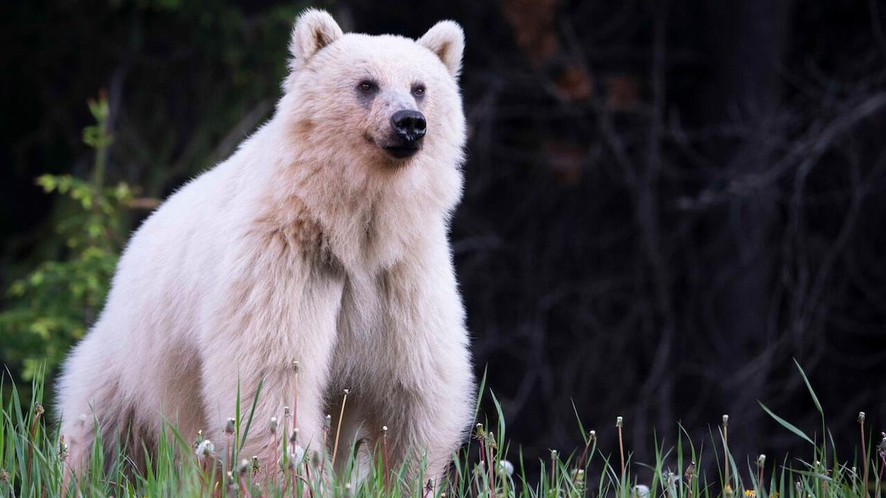 Appels à la protection des ours après la mort de Nakoda, un rare ...
