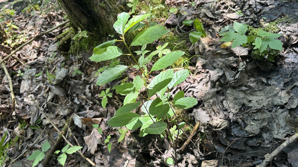 Chaudière-Appalaches appréhende l’envahissement de nerpruns | Radio-Canada