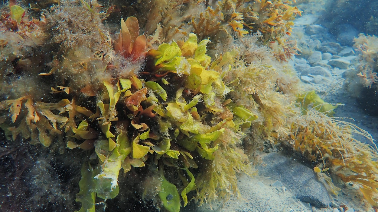 Des chercheurs étudient des algues clefs de l’écosystème marin près de ...