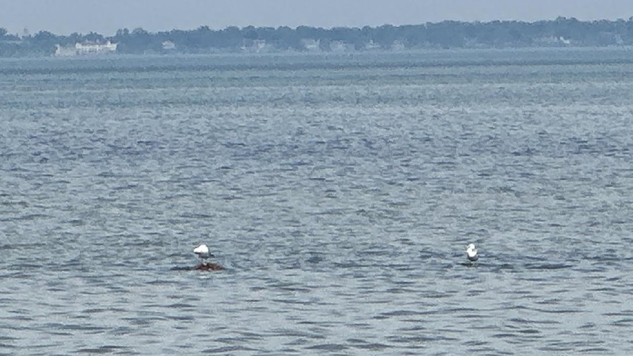 Des roches à peine visibles en plein milieu d’un lac | Radio-Canada