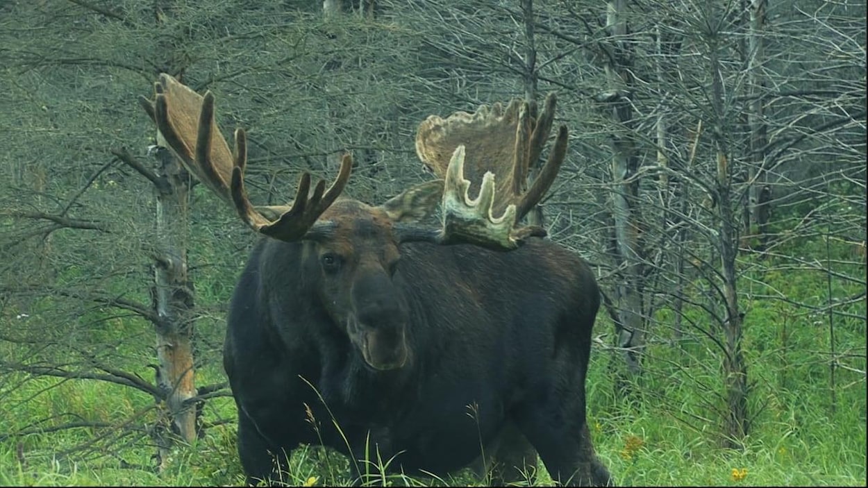 Une chance de plus de gagner un permis de chasse à l’orignal au N.-B ...