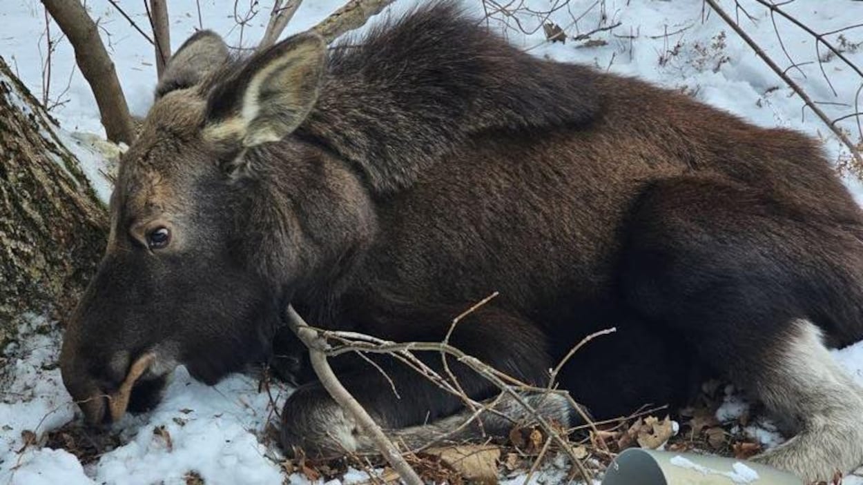 Un Louperivois voulait sauver un orignal en détresse | Radio-Canada