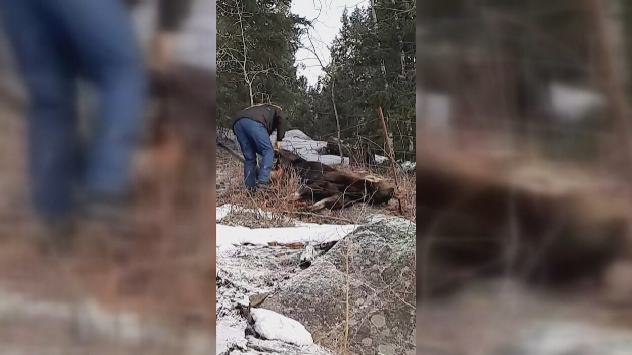 Un homme libère un orignal piégé dans un grillage | Info | Radio-Canada