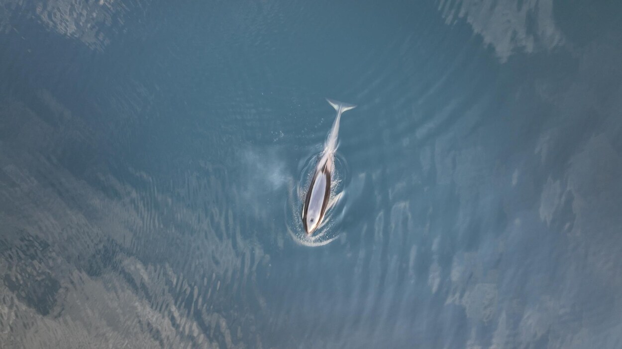 Orque piégée : l’opération de sauvetage à nouveau suspendue en Colombie ...