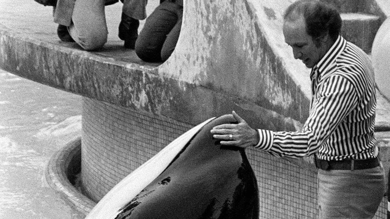 L’orque qui a changé la vision du monde sur les épaulards | Radio-Canada