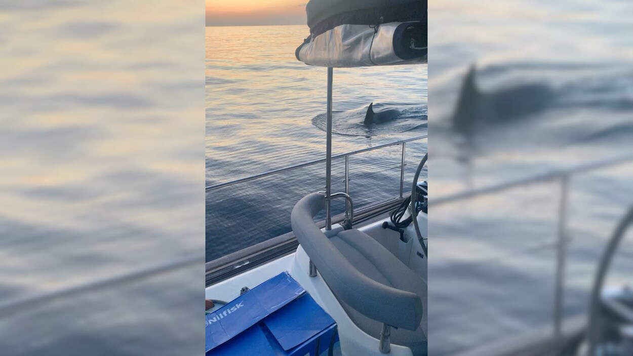 Un groupe d'orque a attaqué un voilier au large des côtes espagnoles ...