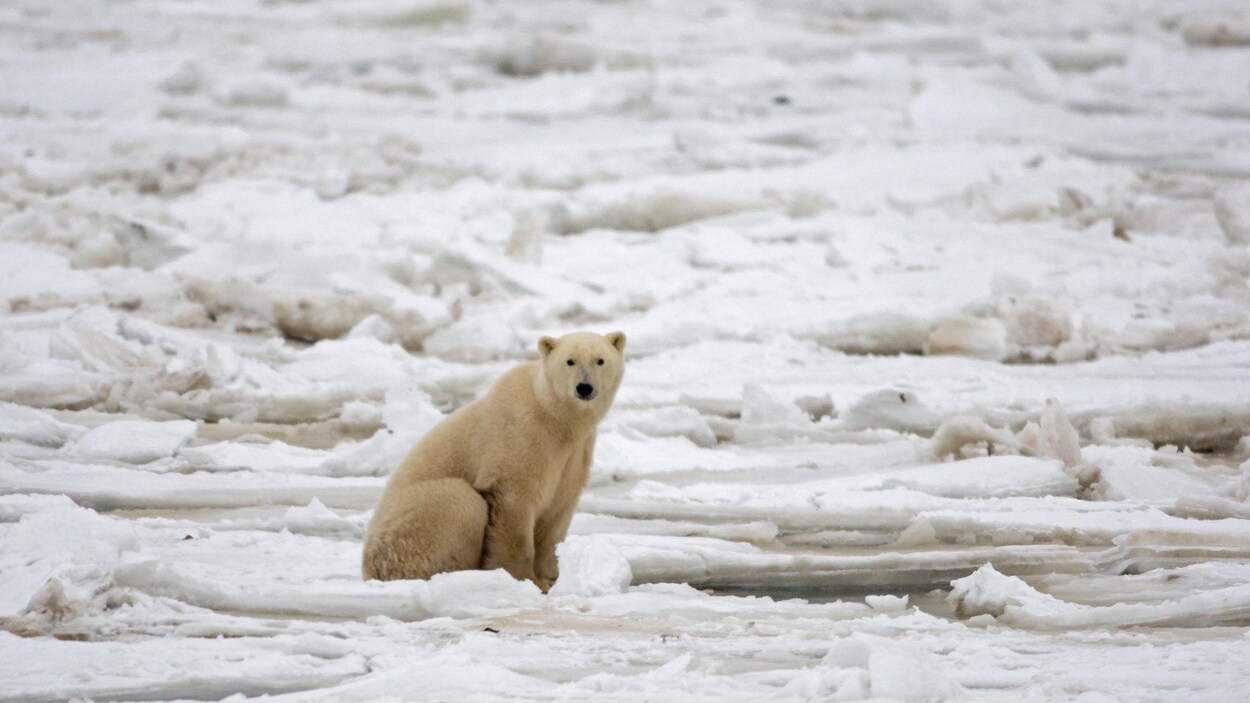 Vers une aire de conservation marine en territoire cri dans le Nord de ...
