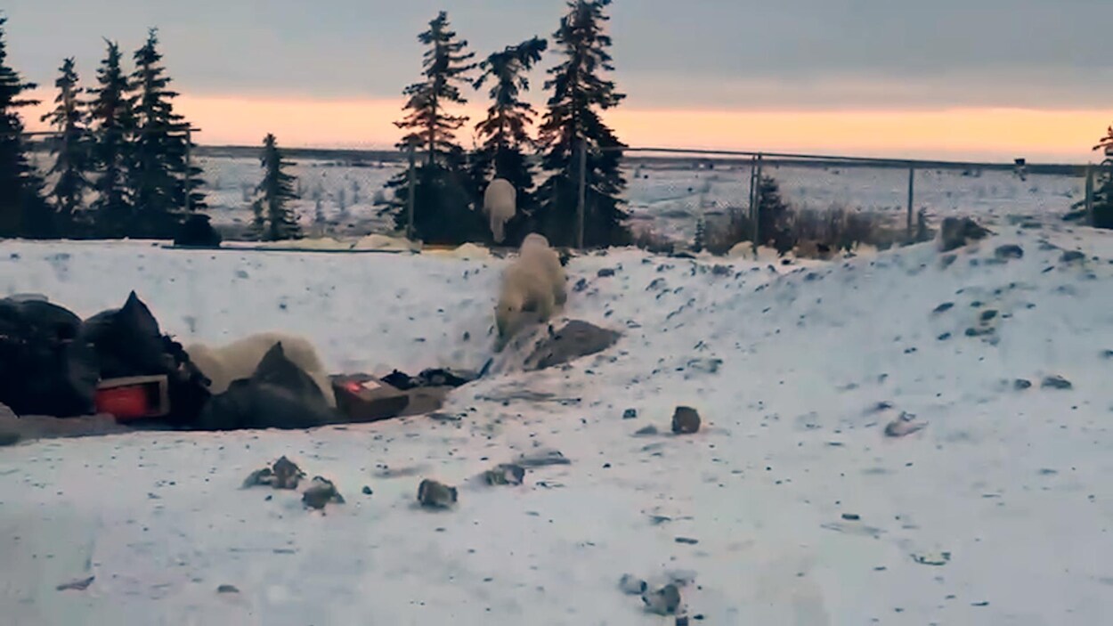 Des ours polaires font les poubelles à Churchill | Info | Radio-Canada