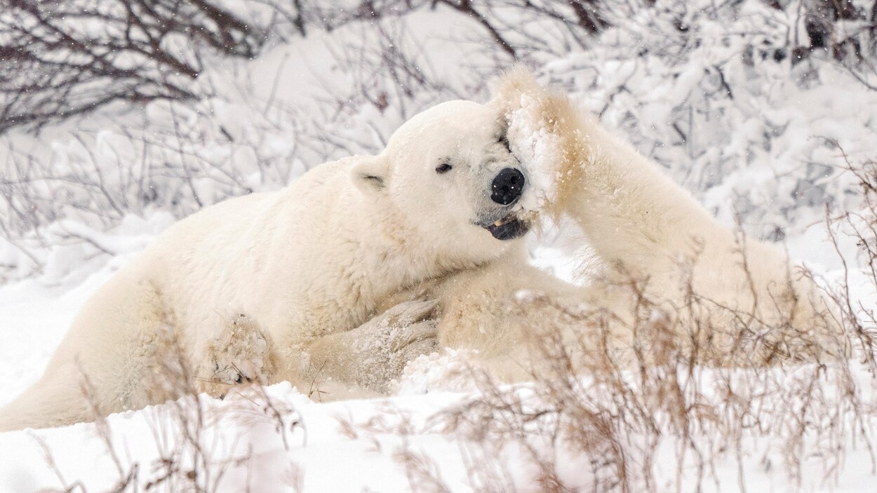 Le poil graisseux de l’ours polaire est-il le remède aux produits ...