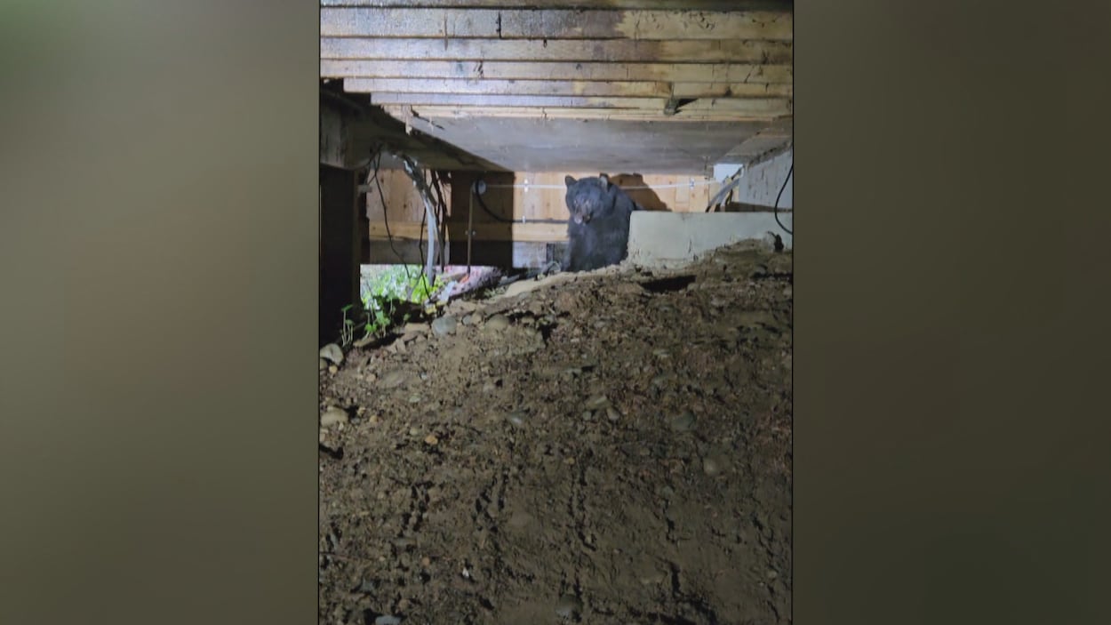 Un colocataire pas comme les autres | Info | Radio-Canada