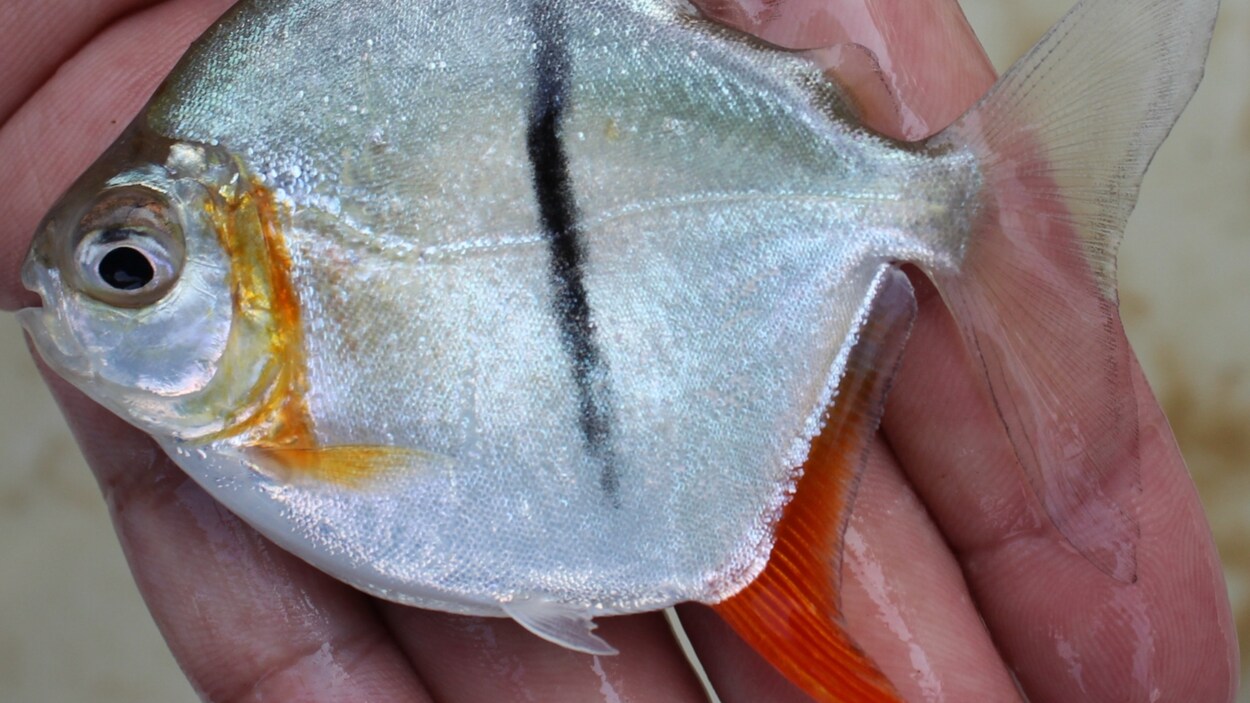 Ce poisson découvert en Amazonie s’appelle Sauron | Brève | Radio-Canada