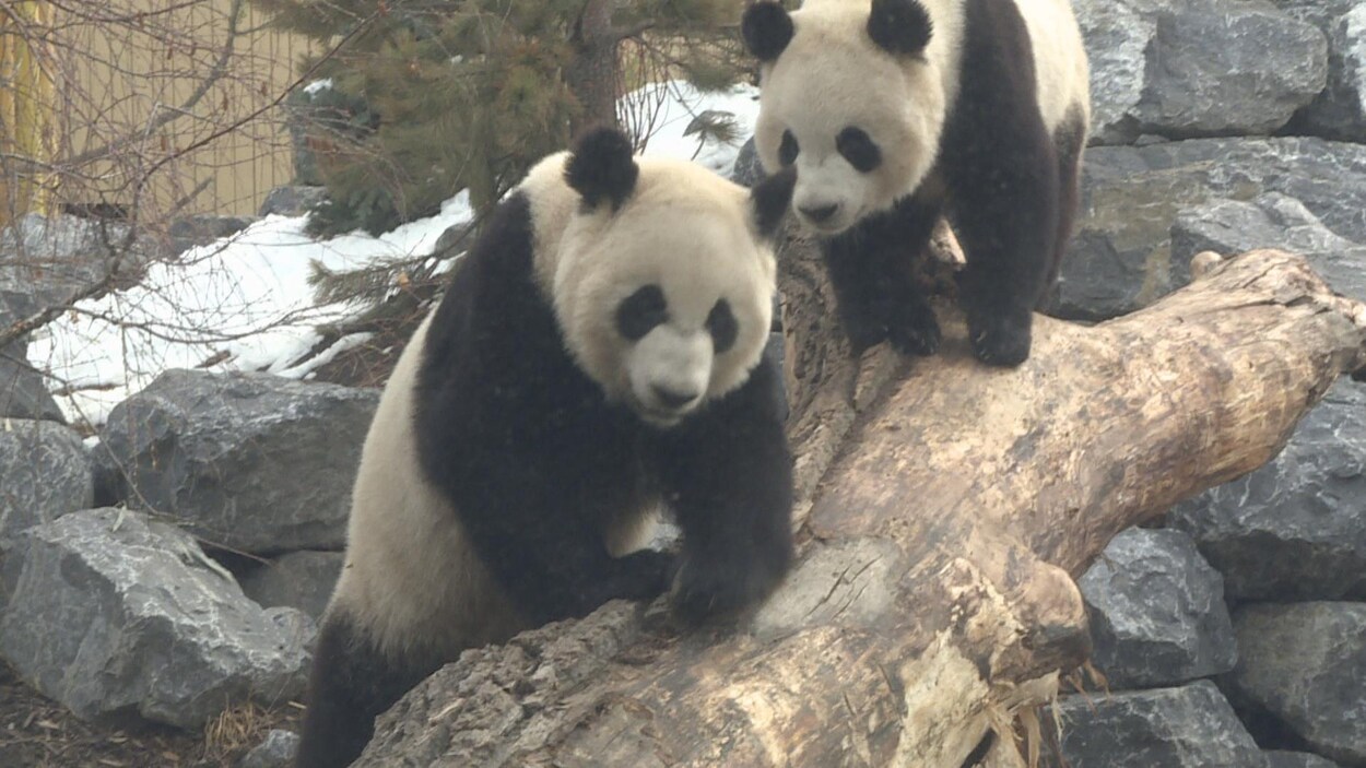 Le zoo de Calgary primé pour l'habitat de ses pandas | Radio-Canada.ca