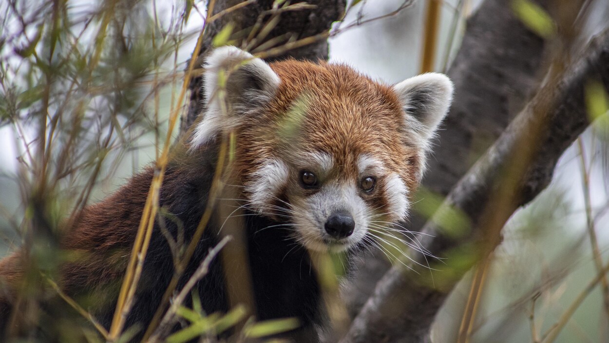 De rares pandas roux sont nés au zoo de Toronto | Radio-Canada