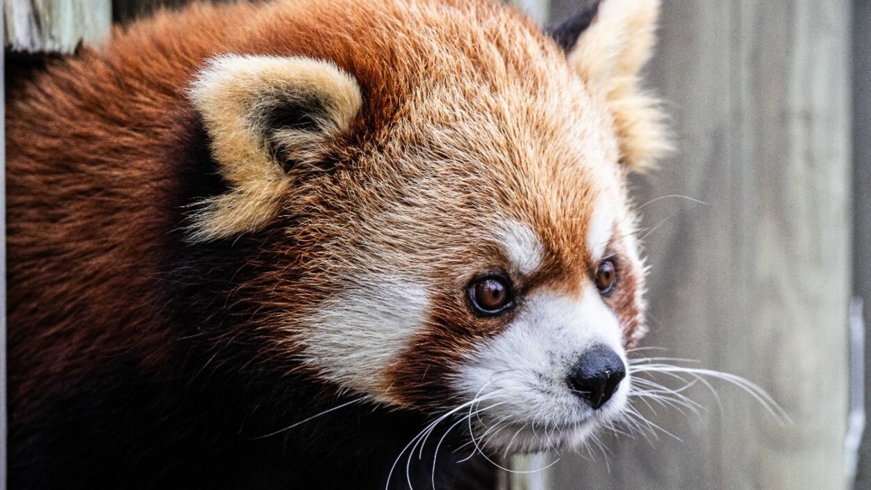 Une femelle panda roux meurt au Zoo de Toronto, trois semaines après ...