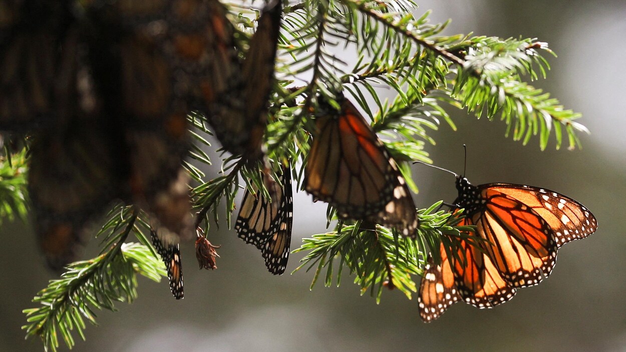 Faire pousser l’asclépiade, un petit geste important pour sauver le ...
