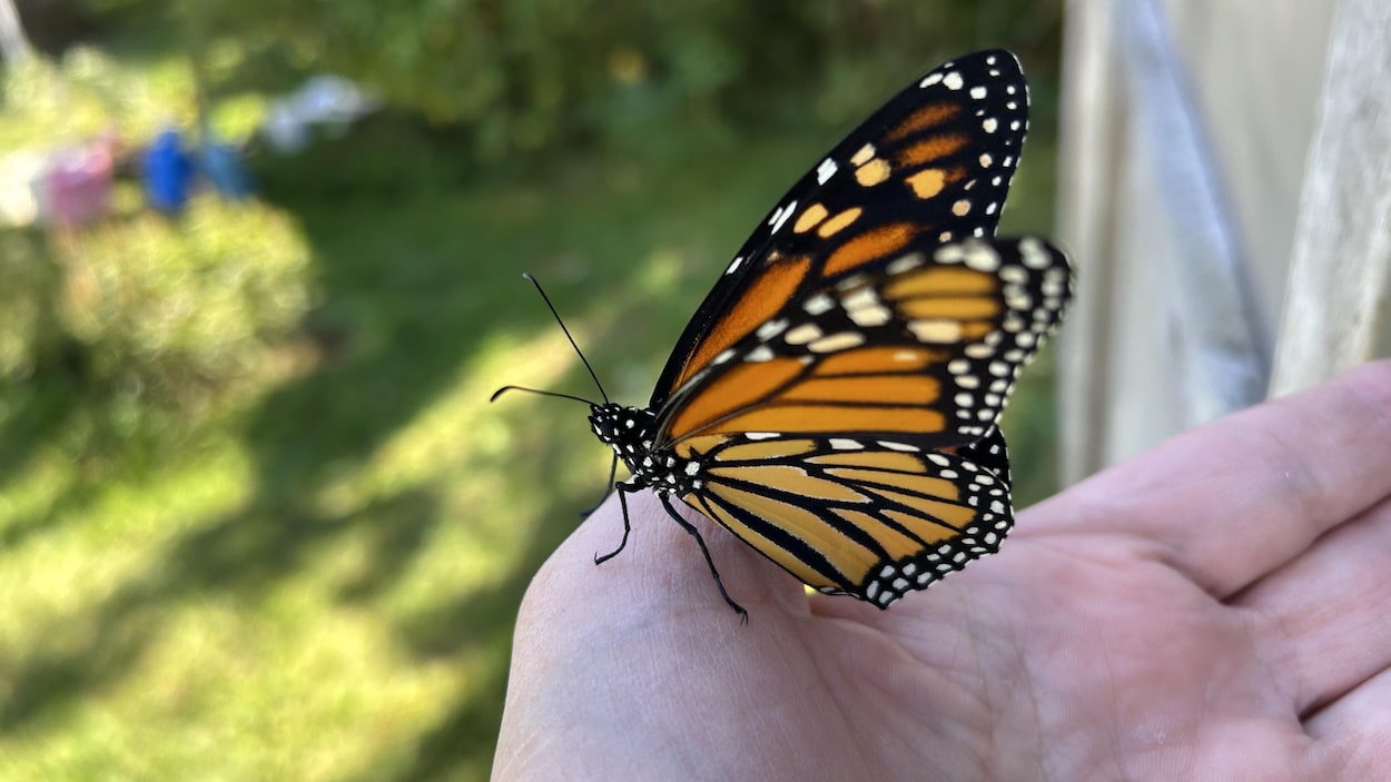 Offrir toutes les chances au papillon monarque de survivre | Radio-Canada