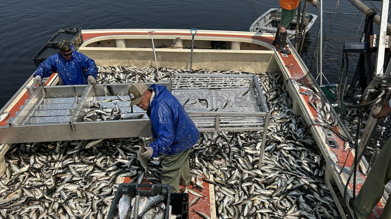 Les pêcheurs de gaspareaux peuvent conserver les bars rayés capturés ...