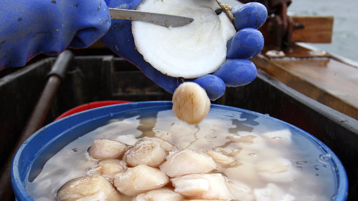 L’histoire à succès de la pêche au pétoncle madelinienne | Radio-Canada