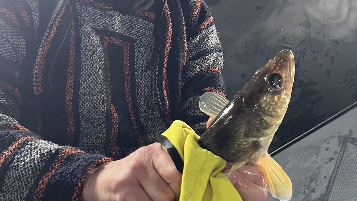 L'Eldorado du doré | Info | Radio-Canada