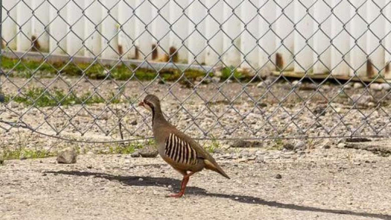 L’oiseau national de l’Irak et du Pakistan photographié en Ontario ...