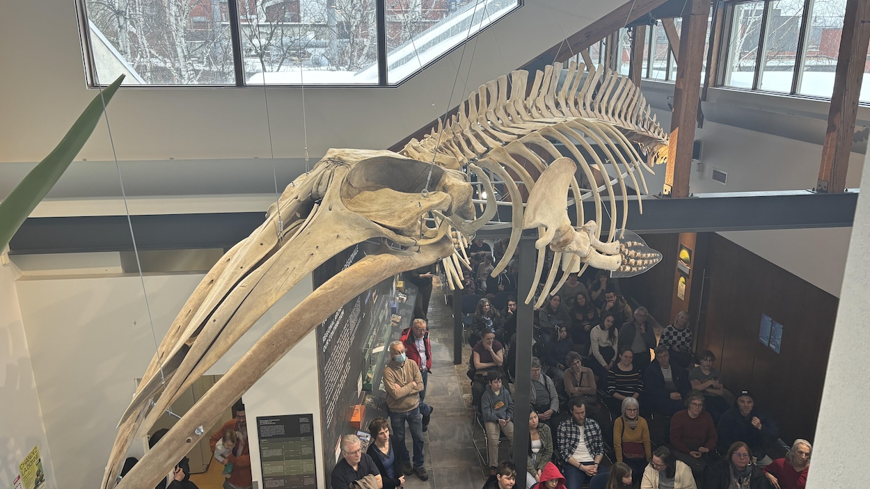 Un squelette de petit rorqual vieux de plus de 35 ans exposé à ...