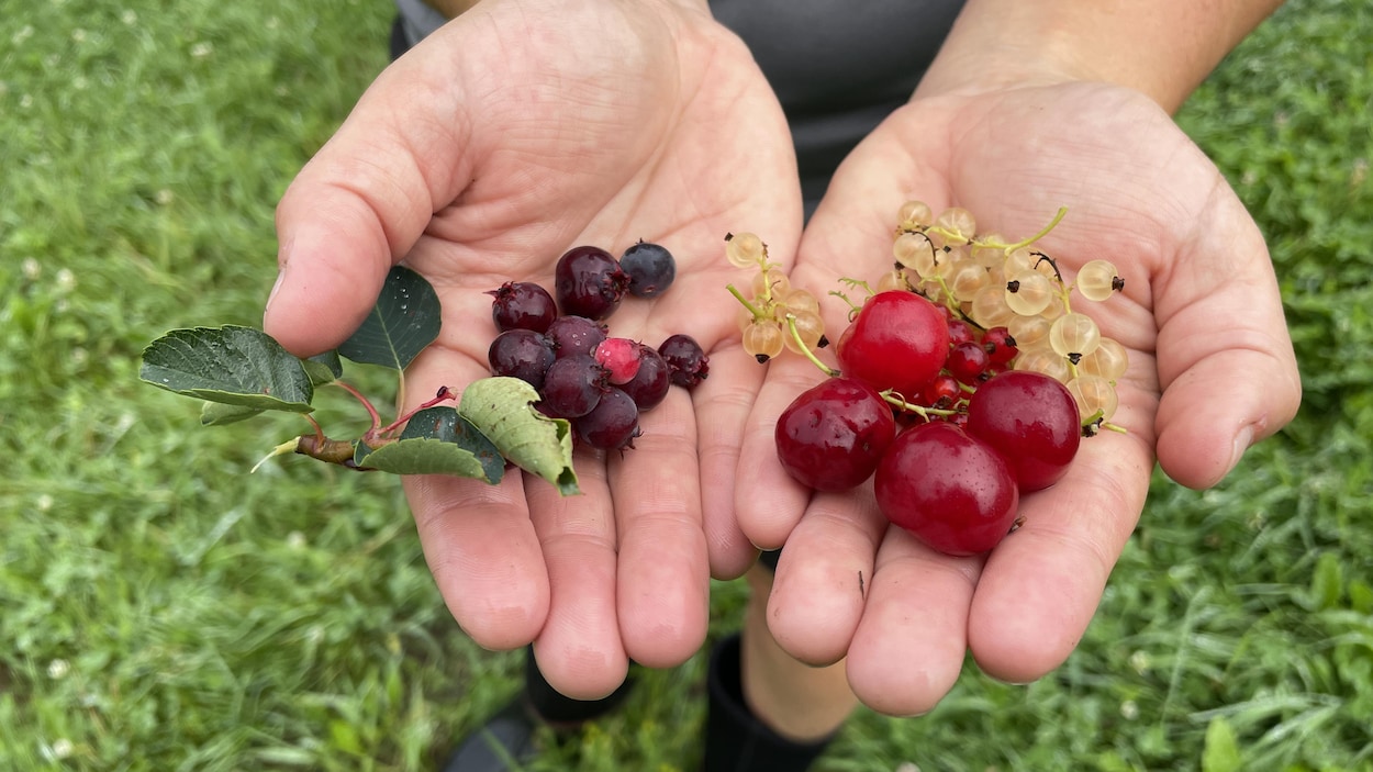 Redécouvrir des petits fruits que nos grands-parents cueillaient ...